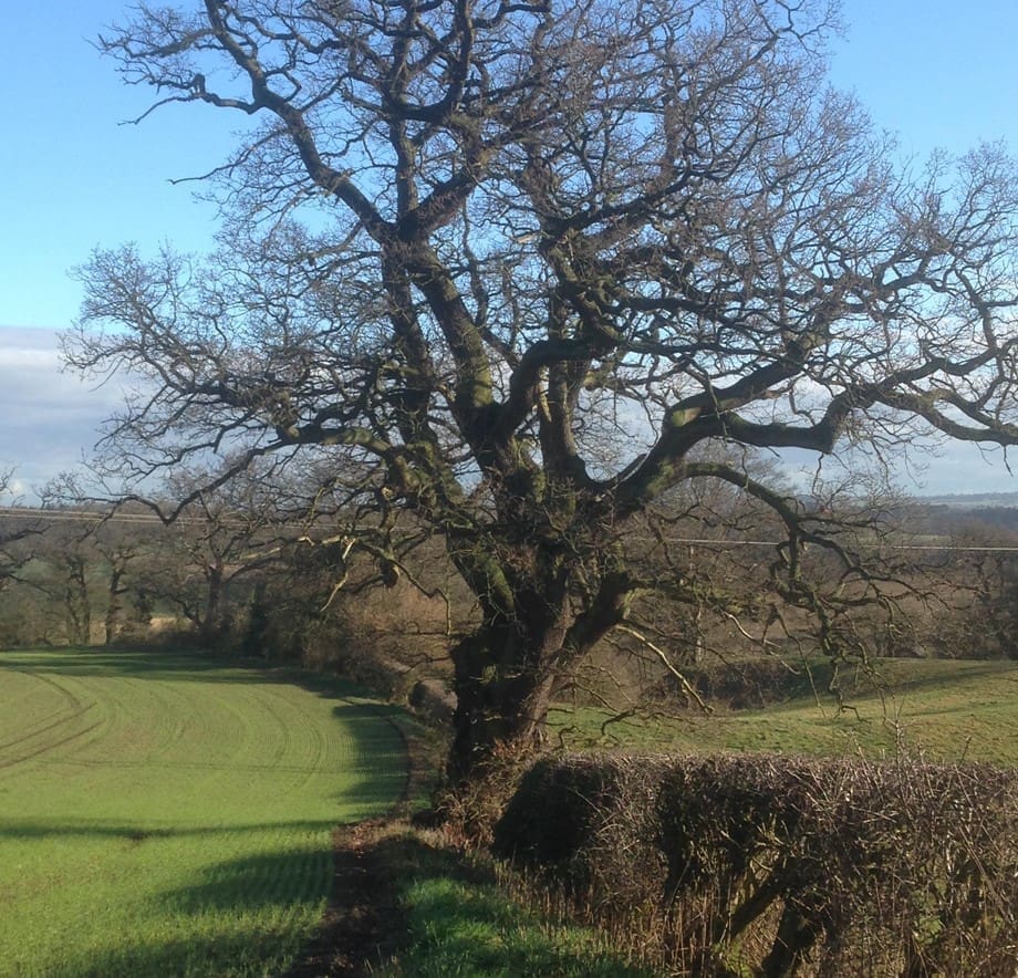 Saving Darwin's Oak