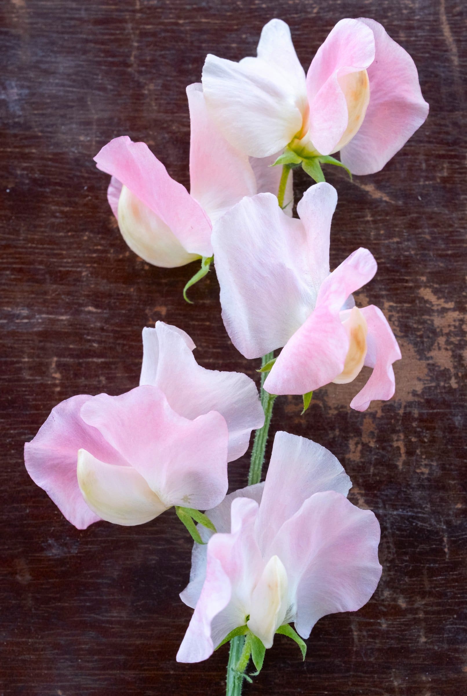 Sweet Pea 'Amy Dowden' Launched At 2025 RHS Chelsea Flower Show