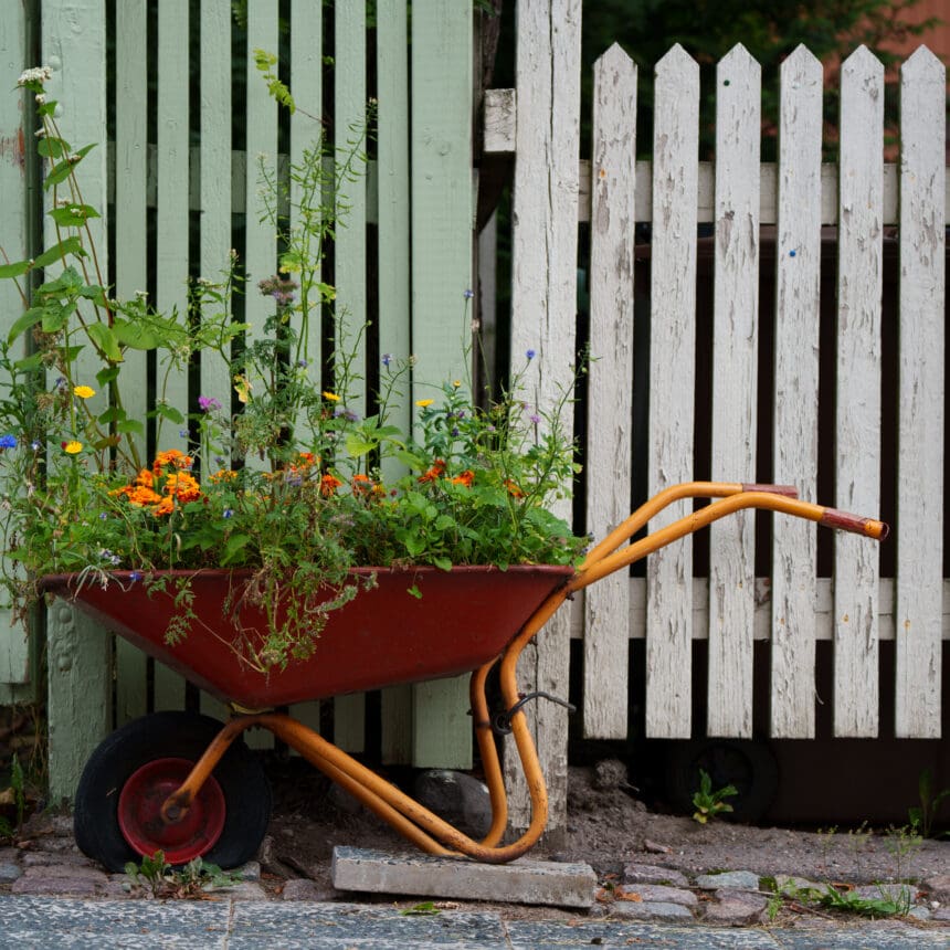 Dobbies Donates Christmas Trees To Local Schools And Nurseries