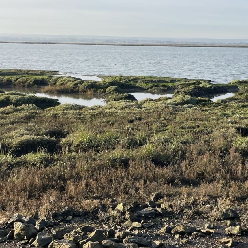 The Thames: Action Brings River Back To Life But Challenges Remain