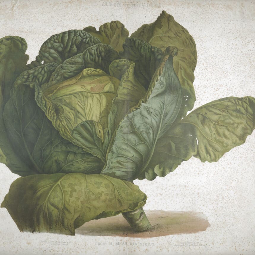 Gardening Activist, Sara Venn Has Died