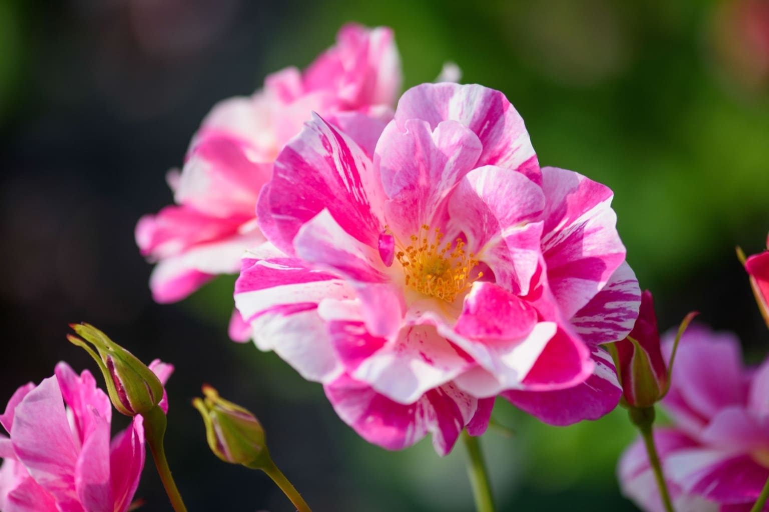 David Austin Roses announces limited reintroduction of classic ...