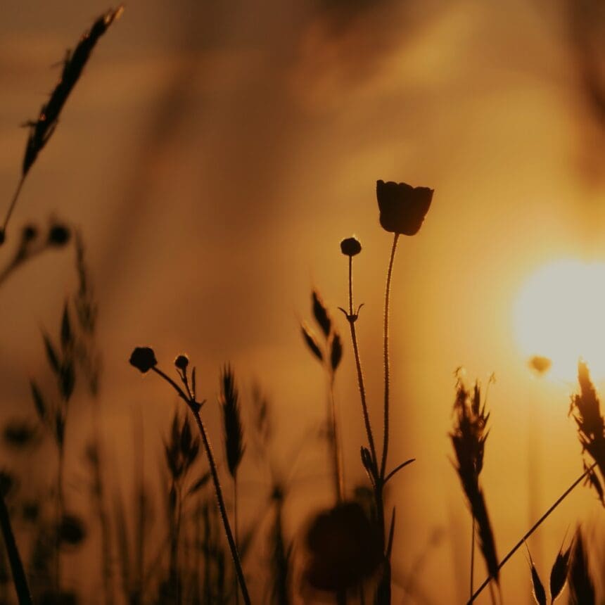 Rising Temperatures Are Rewriting Natural Cycles Of Plants