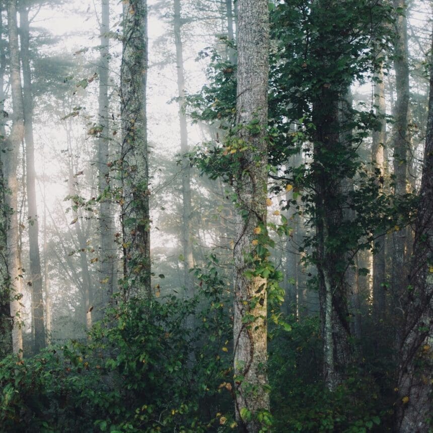 Rising Temperatures Are Rewriting Natural Cycles Of Plants