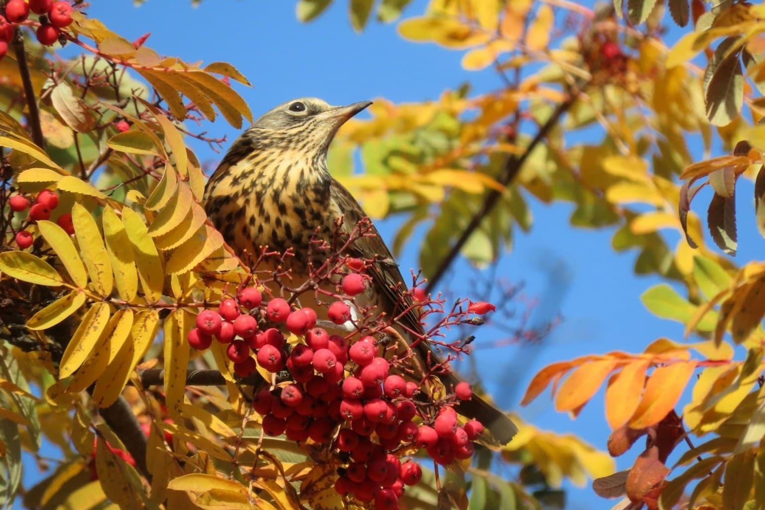 RSPB Big Garden Birdwatch 2026: Every bird count matters