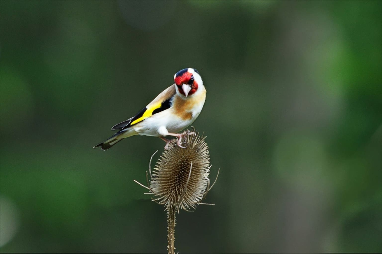 RSPB Big Garden Birdwatch 2026: Every bird count matters