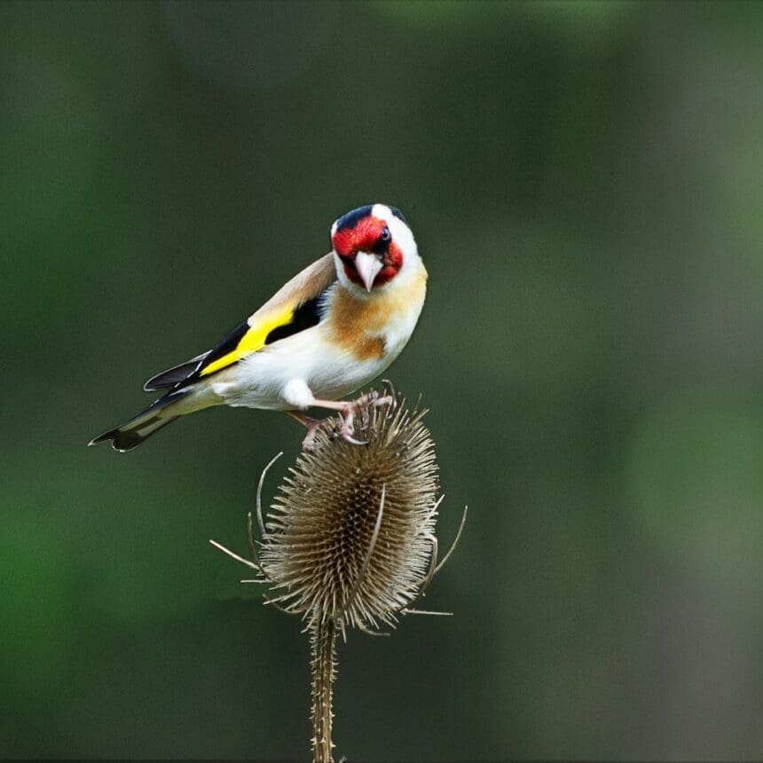 Rising Temperatures Are Rewriting Natural Cycles Of Plants