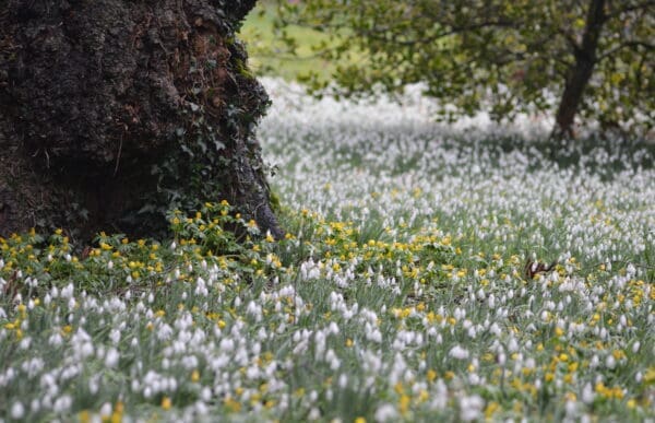 NGS snowdrop and spring flower gardens 2026