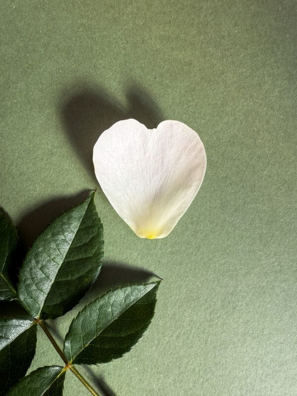 Rose named in honour of Sir David Beckham