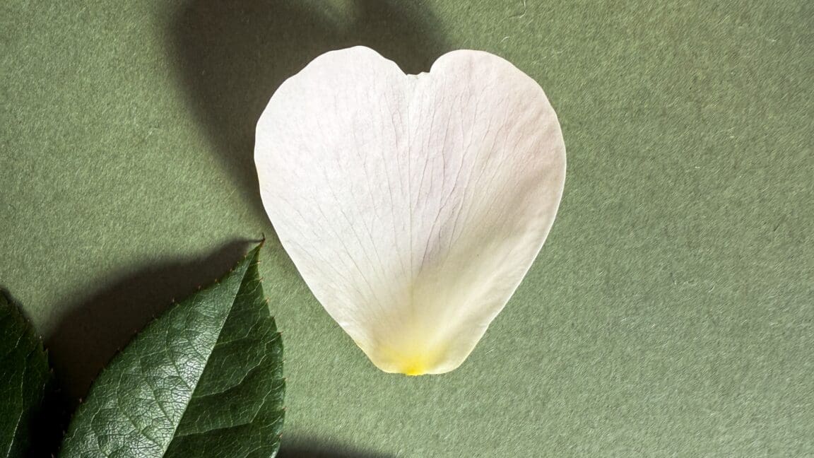 Rose Named In Honour Of Sir David Beckham