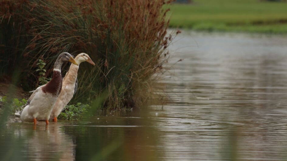 Chemical-free Pest Control: Indian Runner Ducks Join Barcham’s Garden Team
