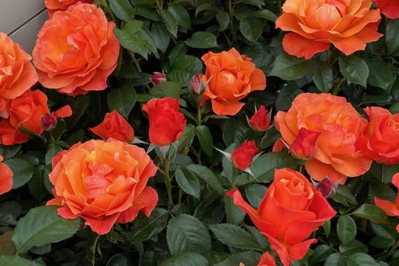 Harkness Roses launches climate action rose in support of Kenyan ...