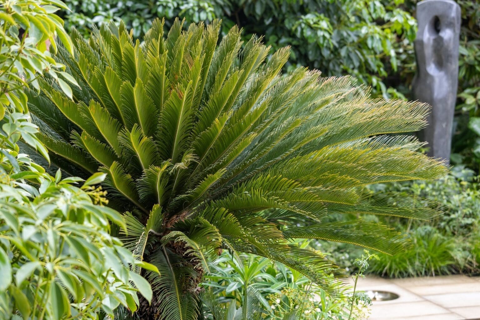 Peter Beales unveils ‘Kate Moss’ at RHS Chelsea 2026