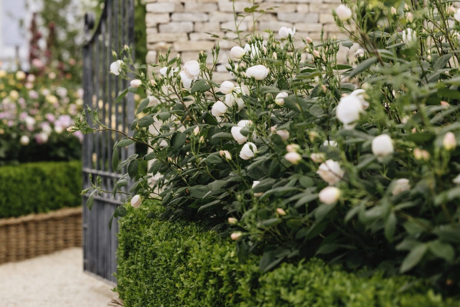 David Austin unveils Sir David Beckham Rose